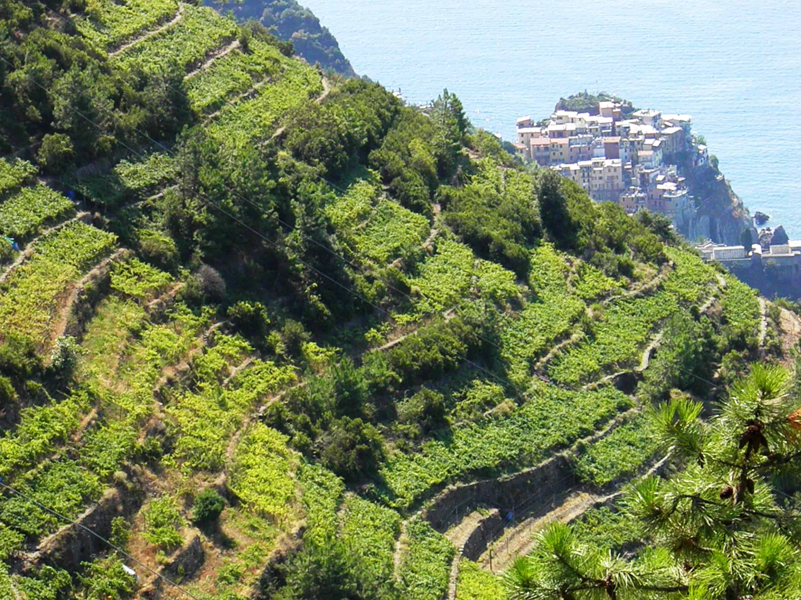 Vigneti delle Cinque Terre bagnati con droni | Drone Blog News